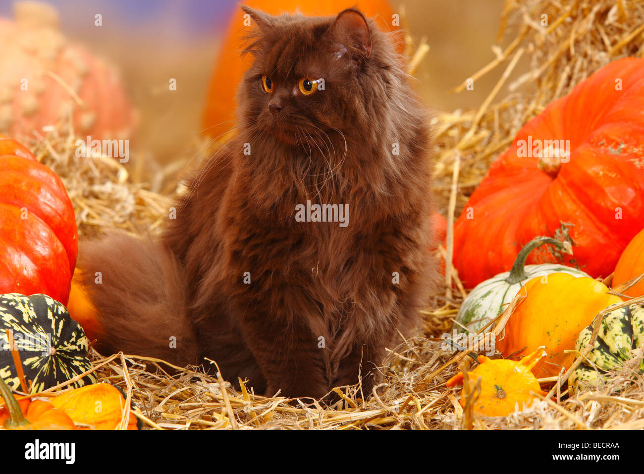 British Longhair Cat, chocolate / Highlander, Lowlander, Britanica ...