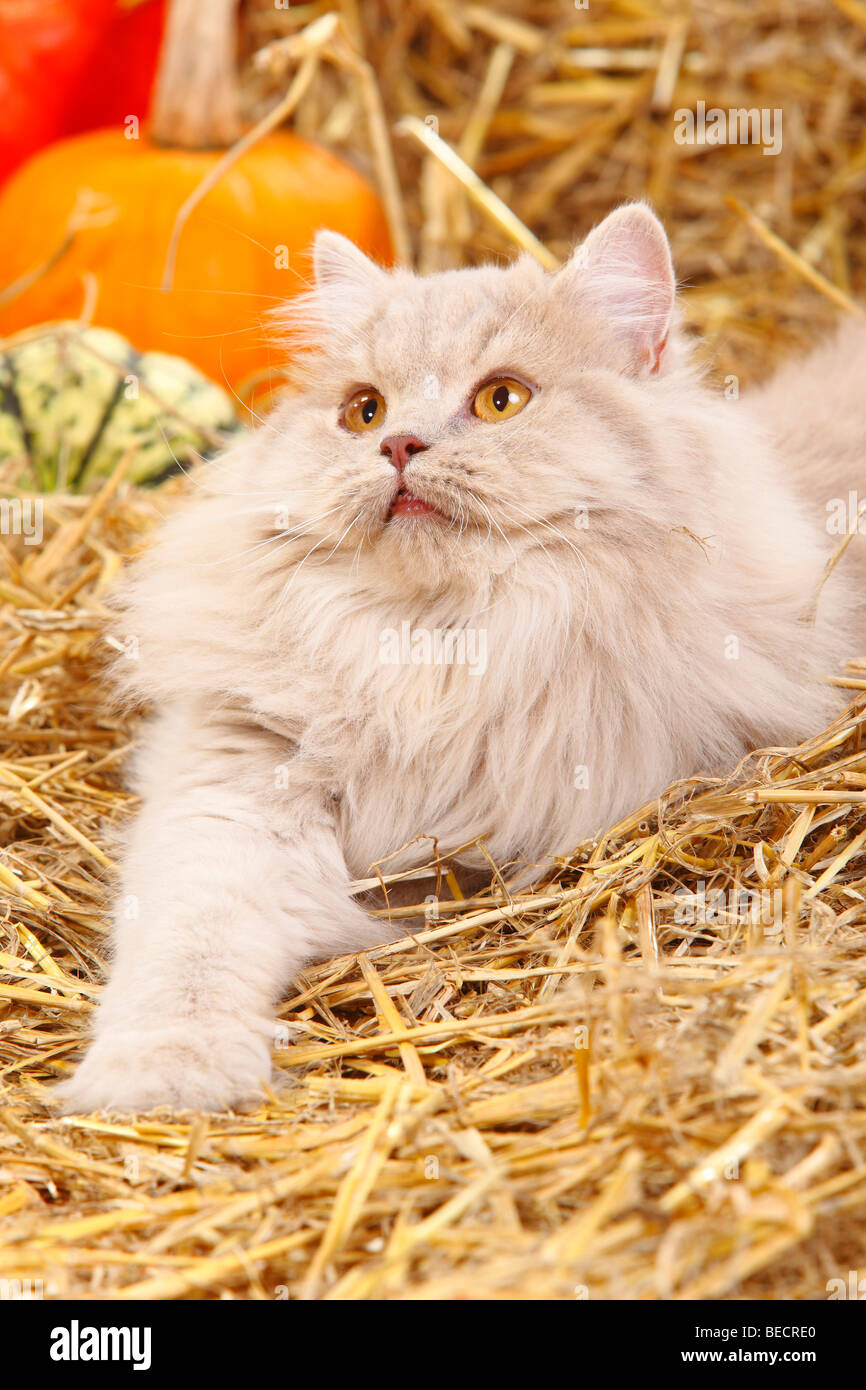 British Longhair Cat / Highlander, Lowlander, Britanica, straw, pumpkin ...