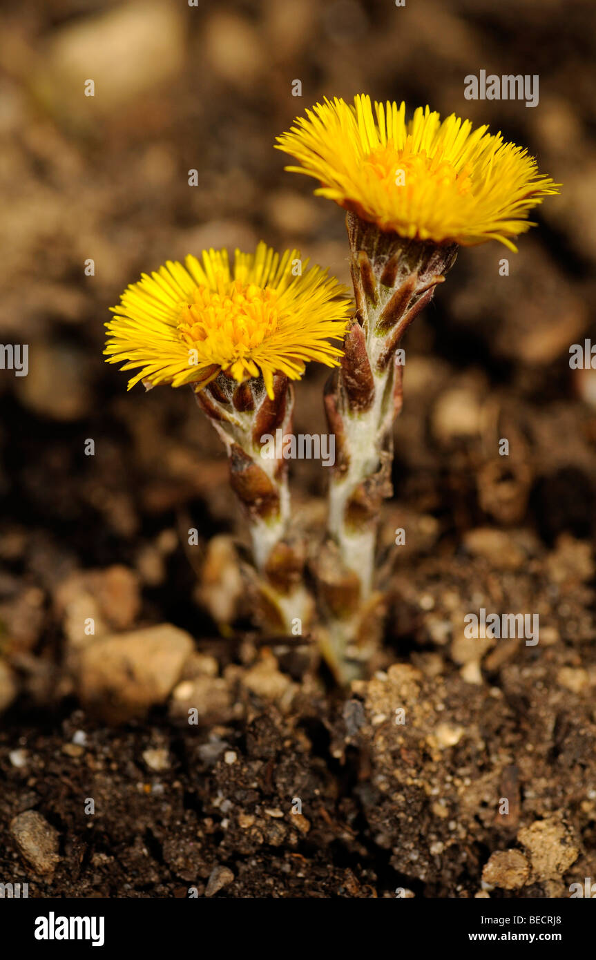 Coltsfoot (Tussilago farfara Stock Photo - Alamy