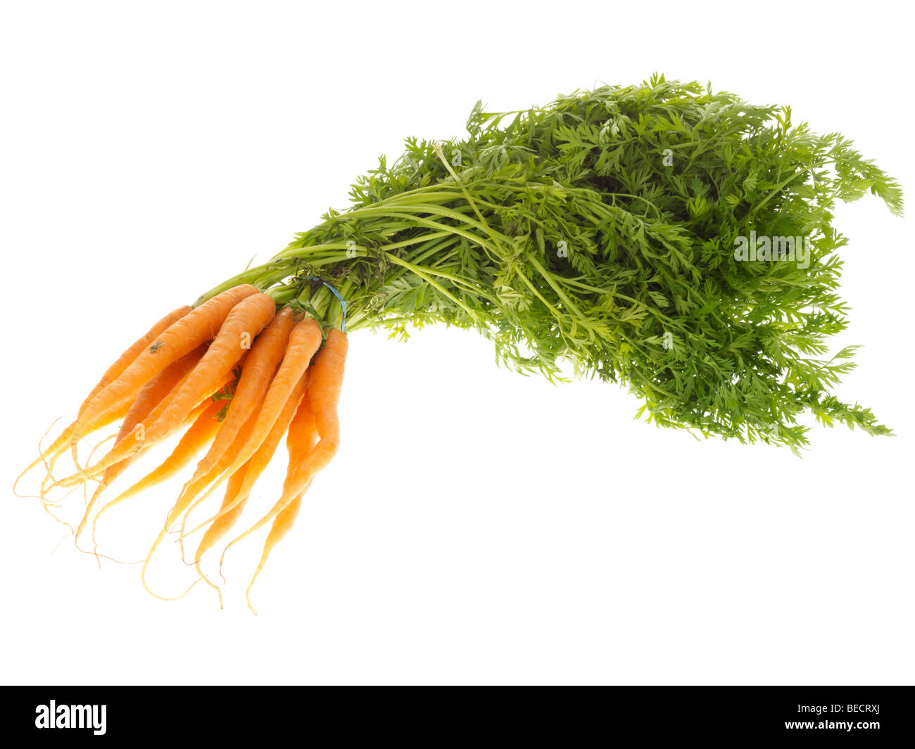 Bunch of Carrots Stock Photo - Alamy