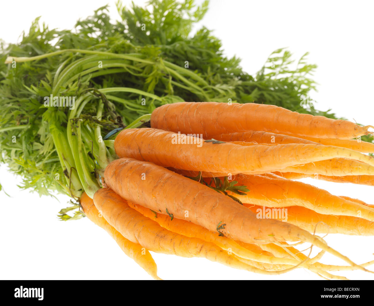 Bunch of Carrots Stock Photo - Alamy
