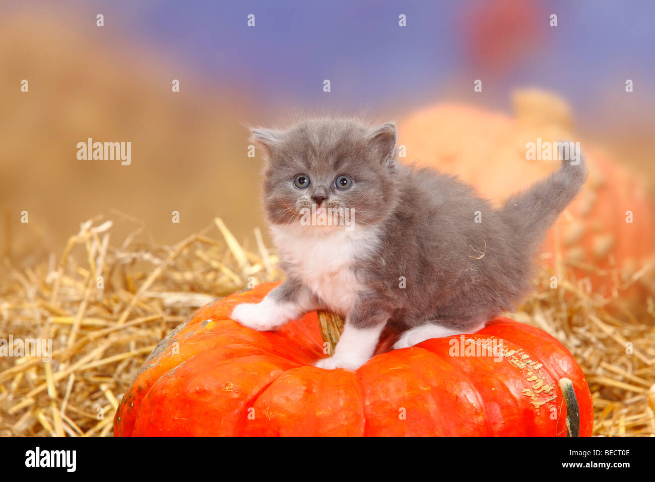 British Longhair Cat, kitten, 5 weeks / Highlander, Lowlander ...
