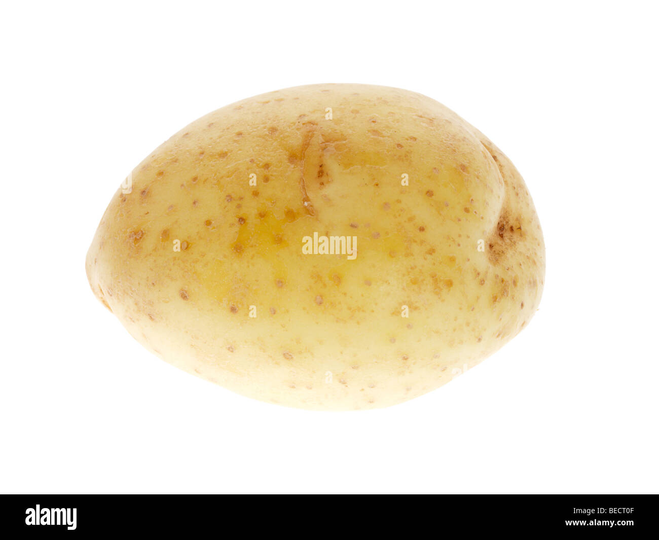 Maris Peer Potato Stock Photo - Alamy