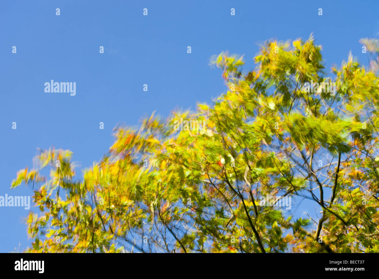 Windy tree canopy hi-res stock photography and images - Alamy