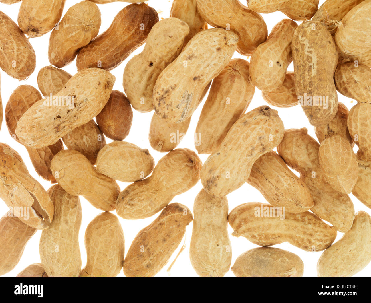 Monkey nut hi-res stock photography and images - Alamy