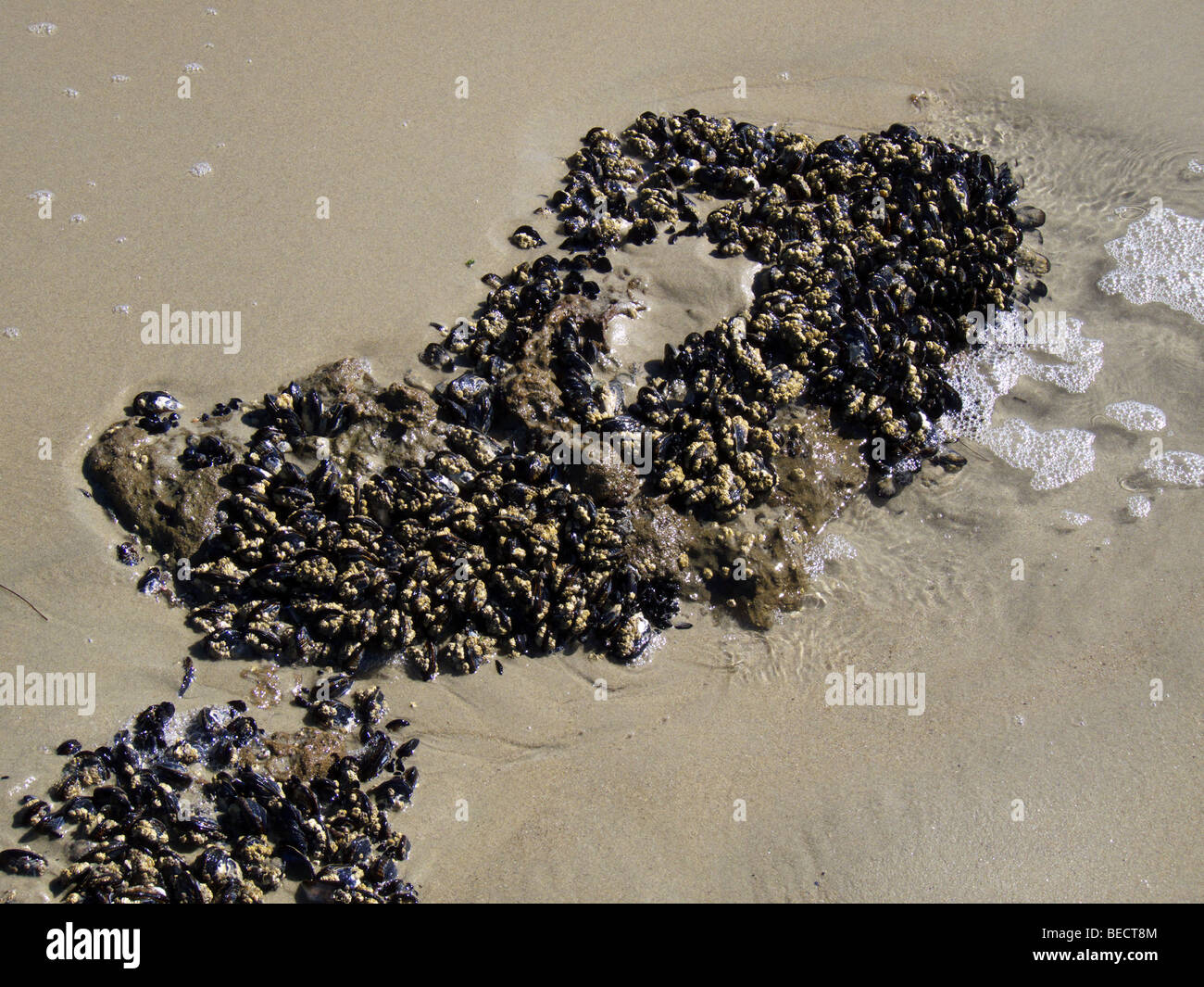 Barnacles Beach Stock Photos & Barnacles Beach Stock Images - Alamy