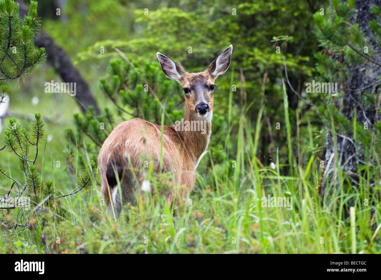 Sitka black tailed deer alaska hi-res stock photography and images - Alamy