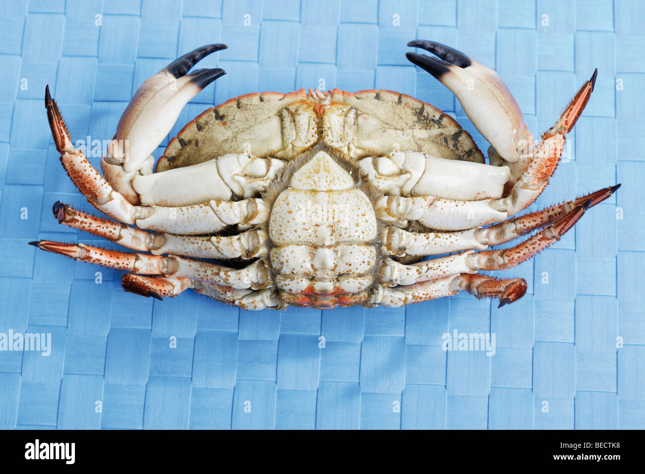 Edible crab (Cancer pagurus Stock Photo - Alamy