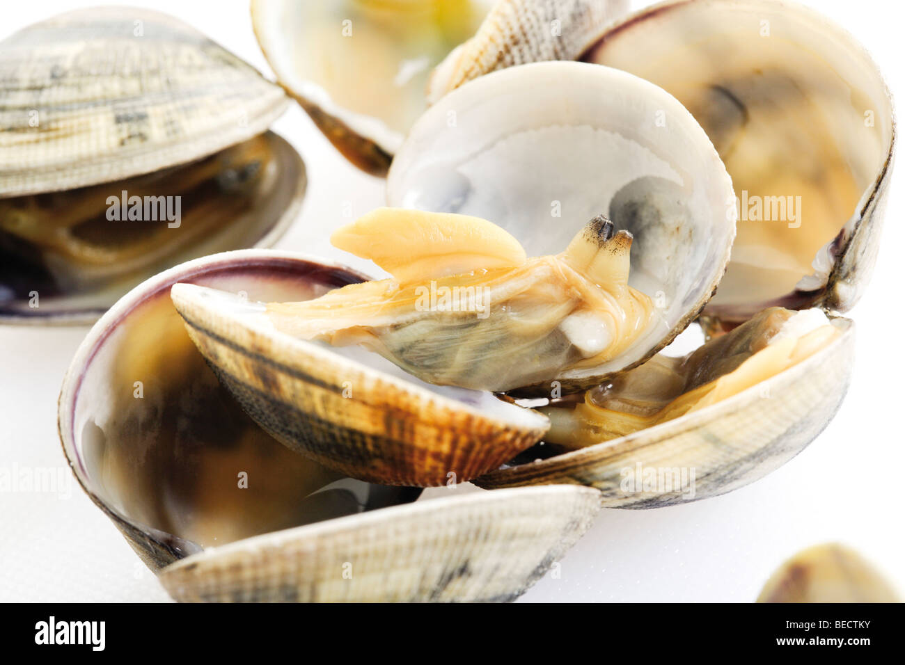 Venus Clams (Veneridae), cooked Stock Photo - Alamy