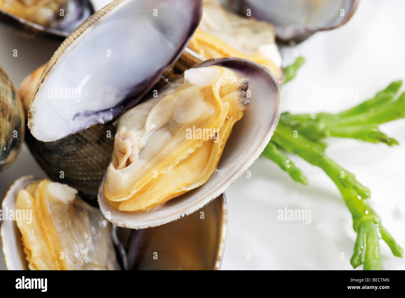 Venus Clams (Veneridae), cooked, on a plate with seaweed Stock Photo ...