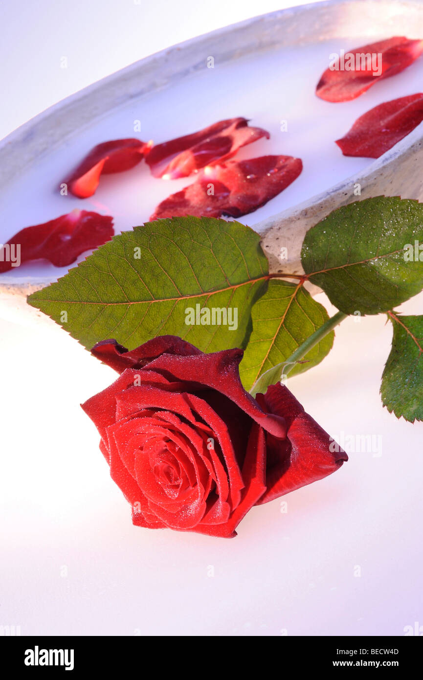 Rose milk flower hi-res stock photography and images - Alamy