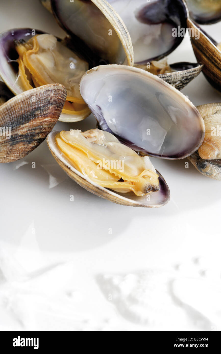 Veneridae hi-res stock photography and images - Alamy