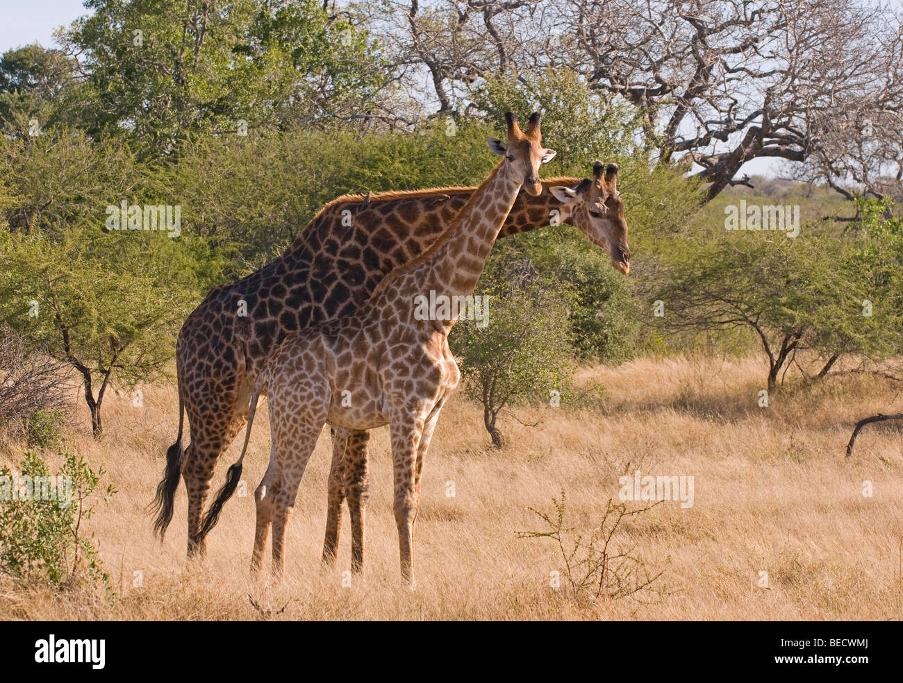 Giraffe finds love Stock Photo - Alamy