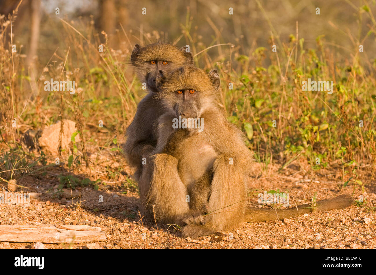 Baboons enjoying the warmth of the sun Stock Photo - Alamy