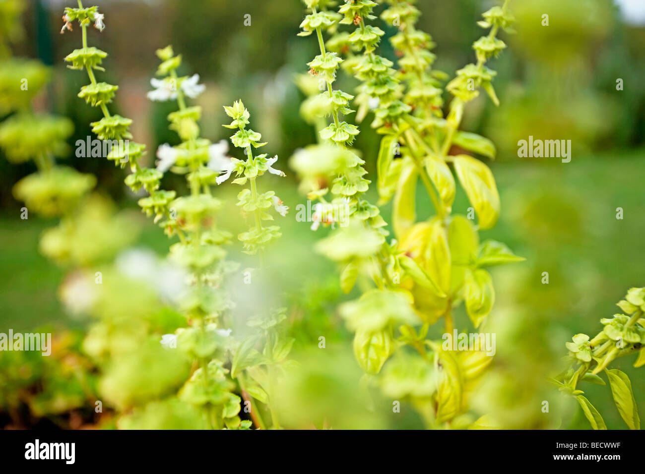 A close up of a sweet basil plant Stock Photo - Alamy
