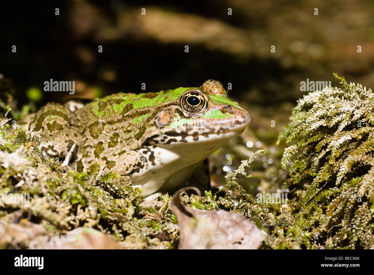 Frog (Rana spec.), Krka National Park, Dalmatia, Croatia, Europe Stock ...