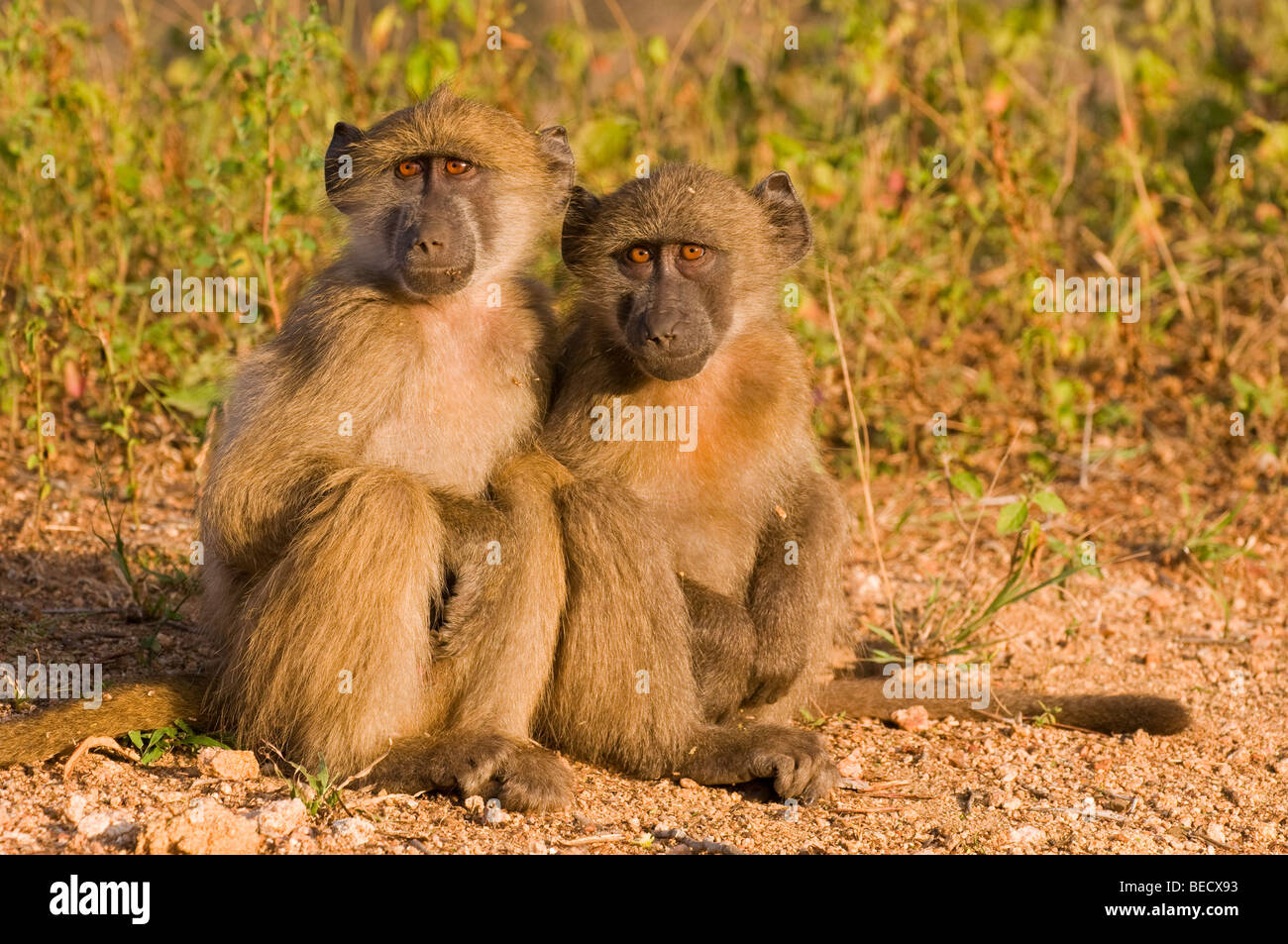 African baboons hi-res stock photography and images - Alamy