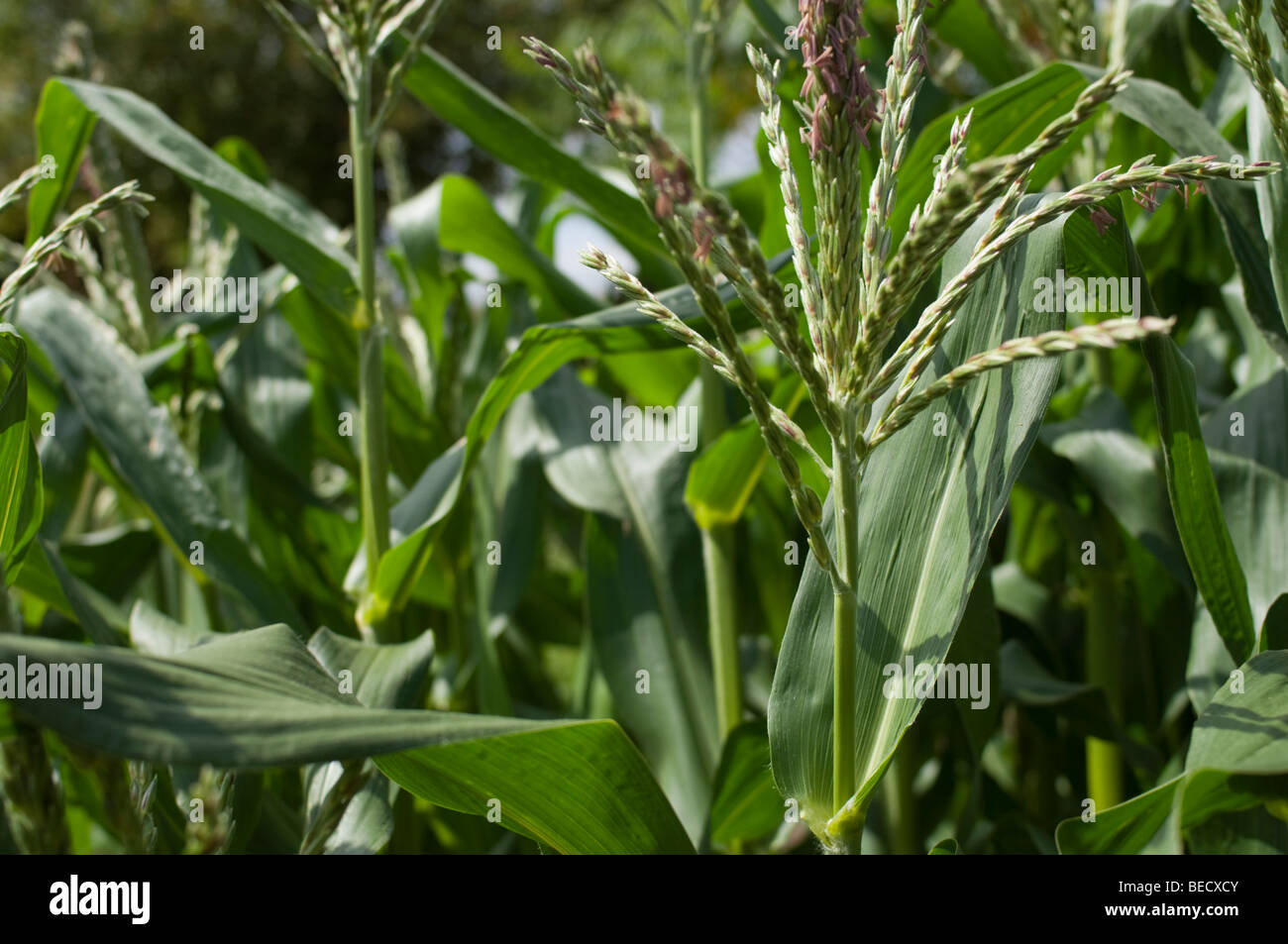 Corn growing in a vegetable garden Stock Photo - Alamy