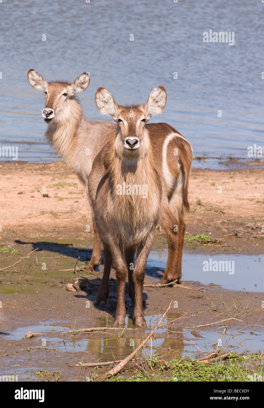 Waterbuck at waterhole hi-res stock photography and images - Alamy