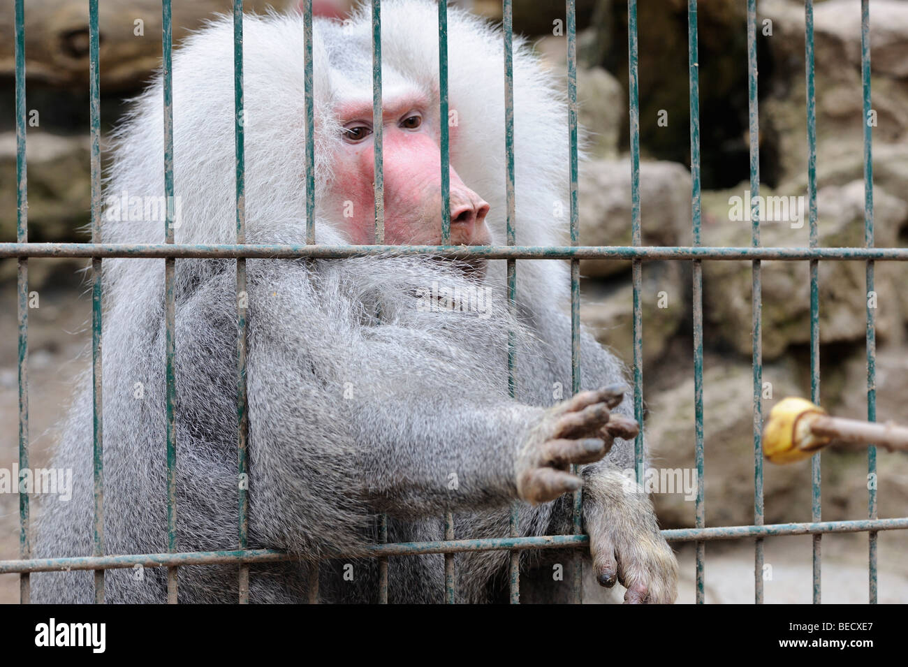 Baboon eat hi-res stock photography and images - Alamy