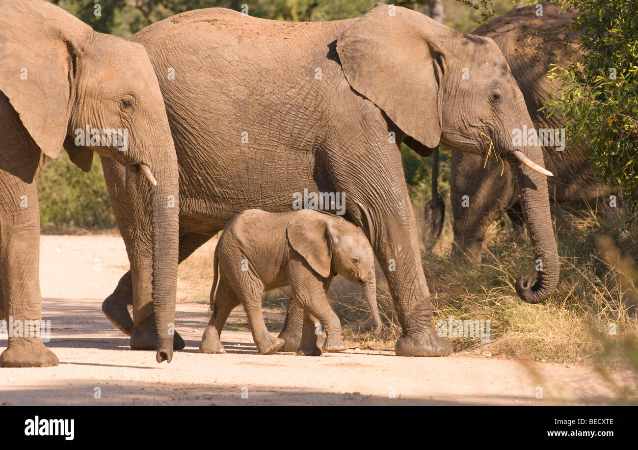 Baby elephant crossing road hi-res stock photography and images - Alamy