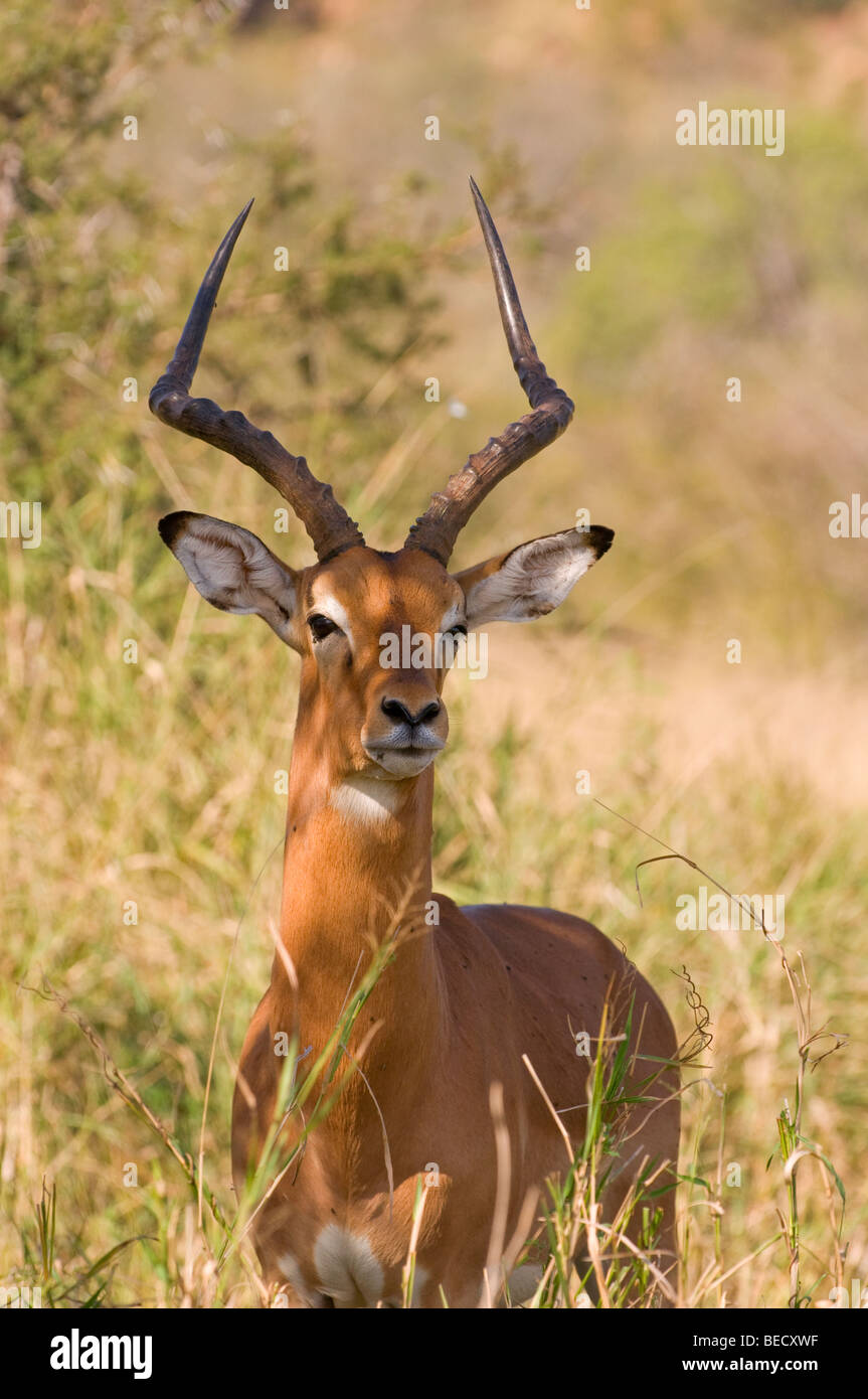 South african buck hi-res stock photography and images - Alamy