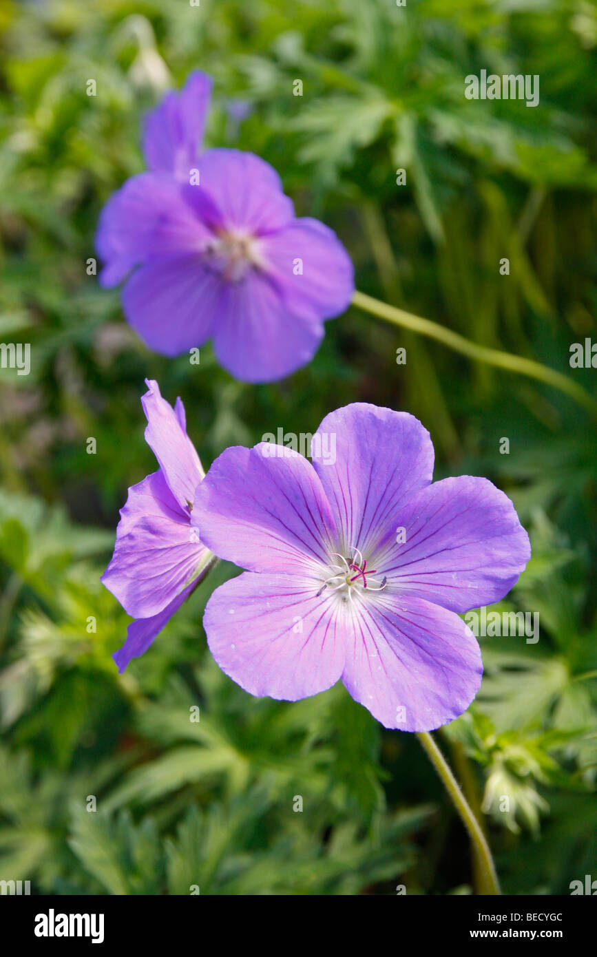 Geranium 'Orion' AGM Stock Photo - Alamy