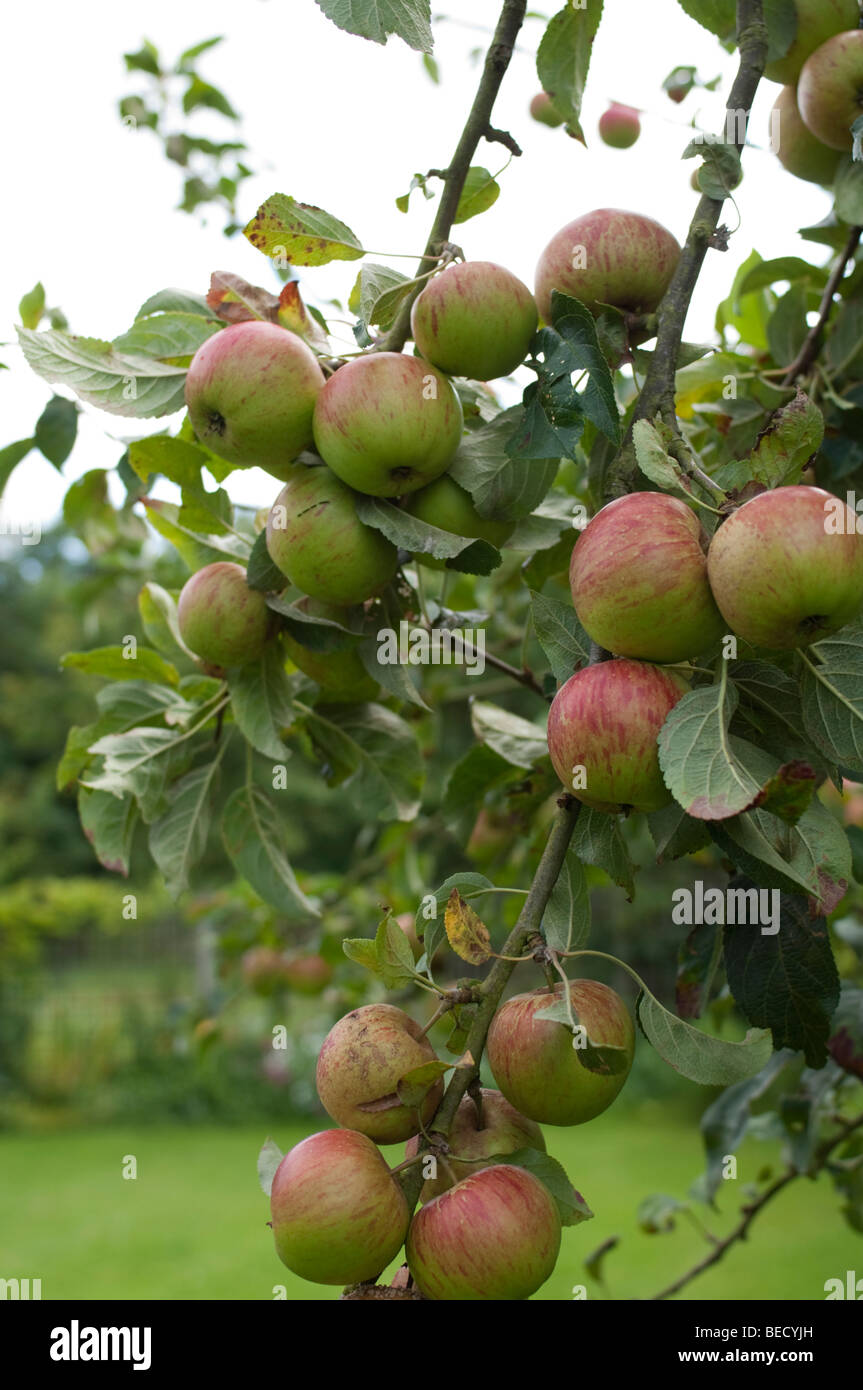 Apples growing on an apple tree in a vegetable garden Stock Photo - Alamy