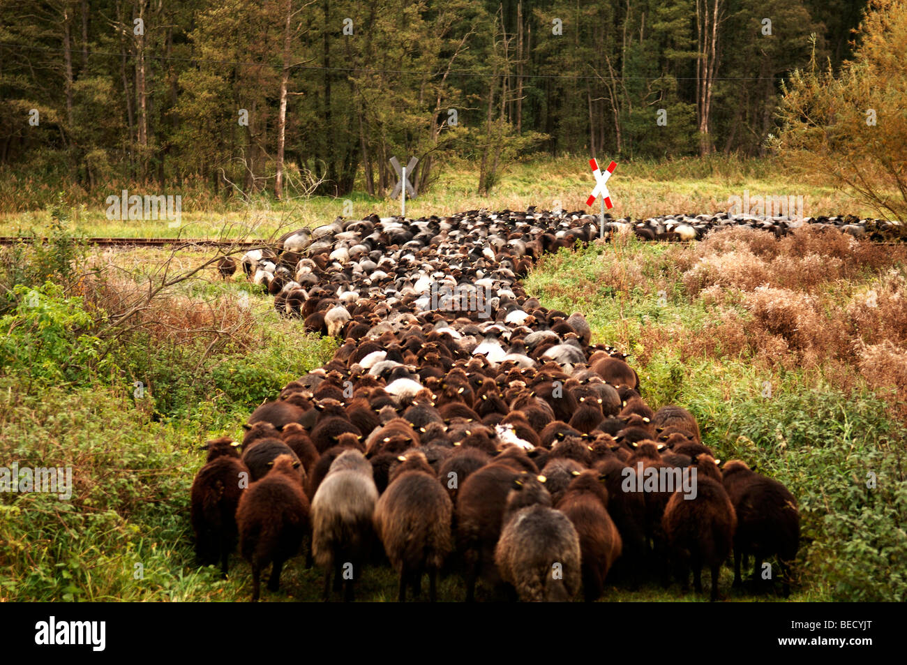 Flock of sheep crossing an unguarded railroad crossing, Nesow ...