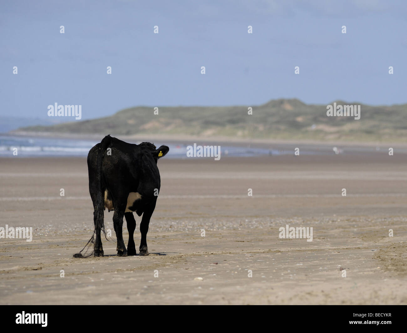 A lone cow wandering along the beach on the sand Stock Photo - Alamy