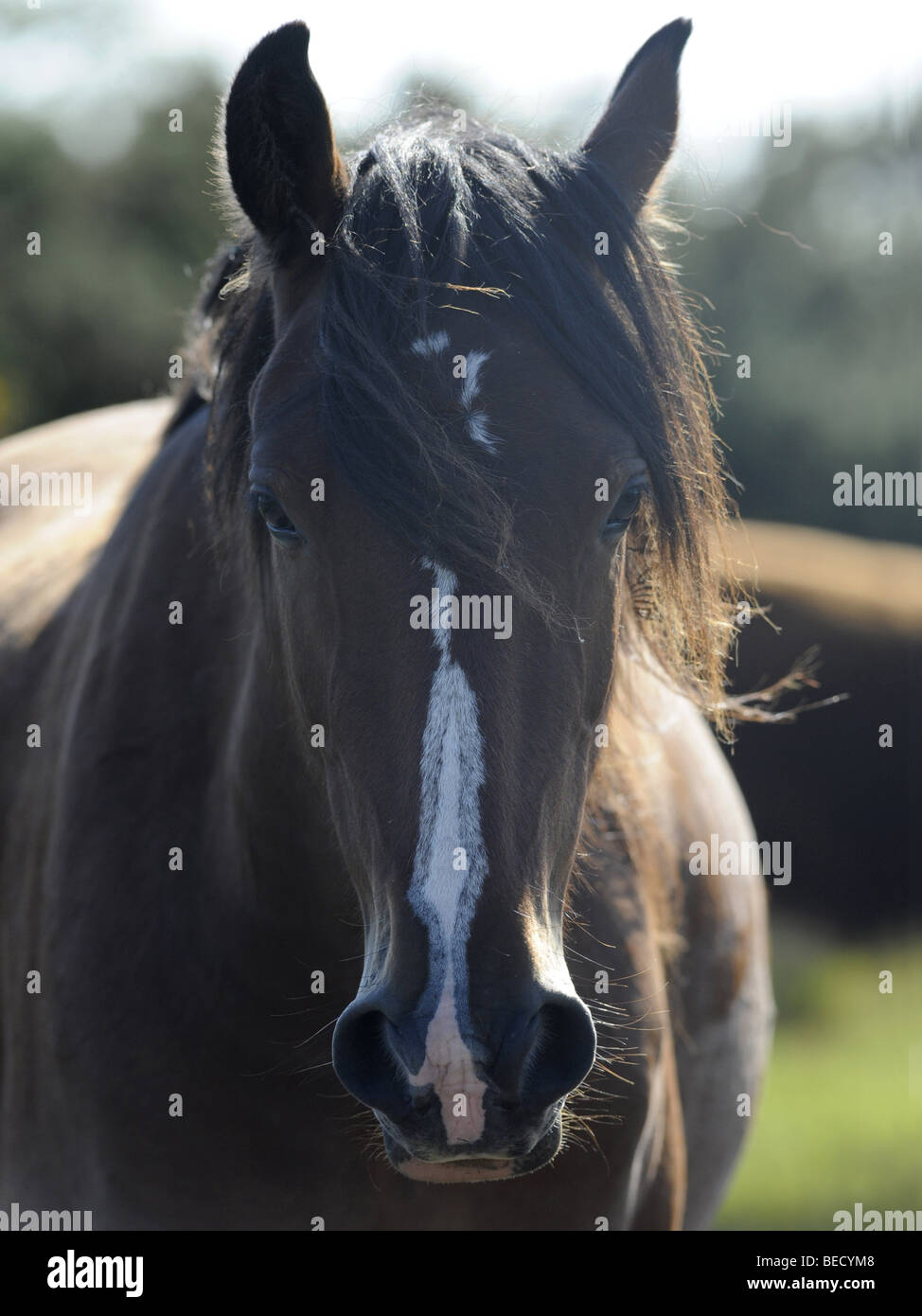 Welsh pony chestnut hi-res stock photography and images - Alamy
