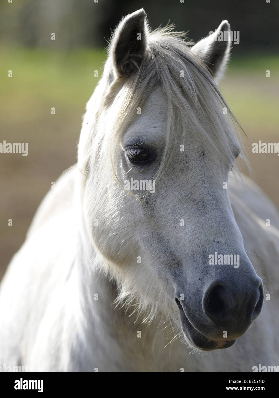 White welsh pony hi-res stock photography and images - Alamy