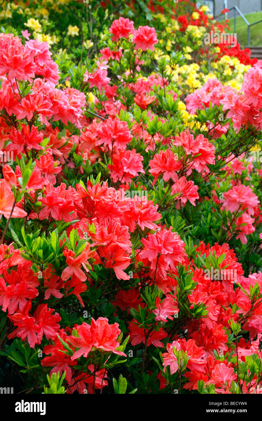 Deciduous azaleas hi-res stock photography and images - Alamy
