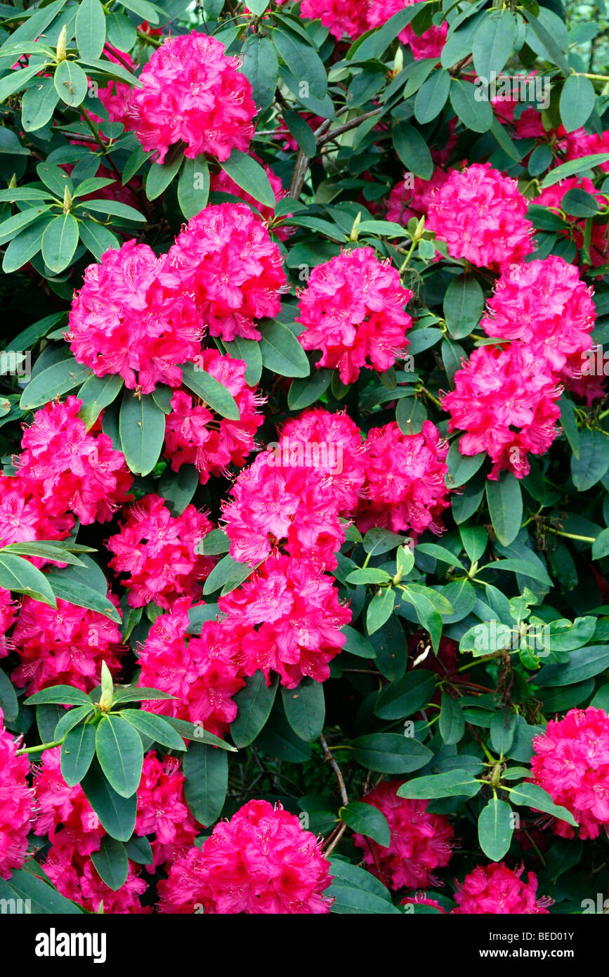 Evergreen rhododendron shrub hi-res stock photography and images - Alamy