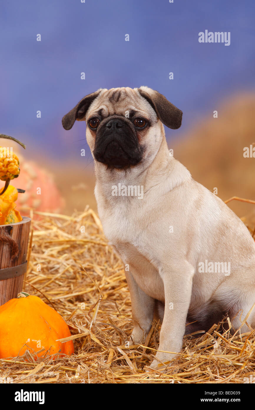 Pug and pumpkins hi-res stock photography and images - Alamy