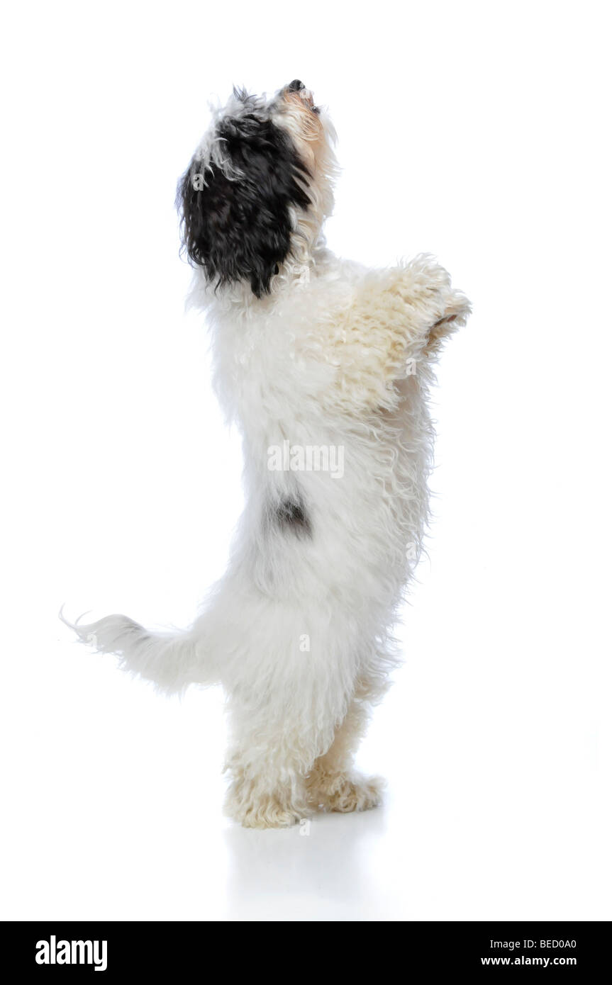 Havanese dog standing on his hind legs isolated on a white background ...
