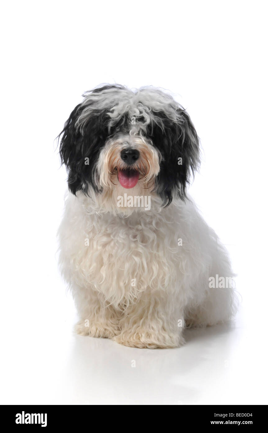 Portrait of a havanese dog isolated on a white background Stock Photo ...