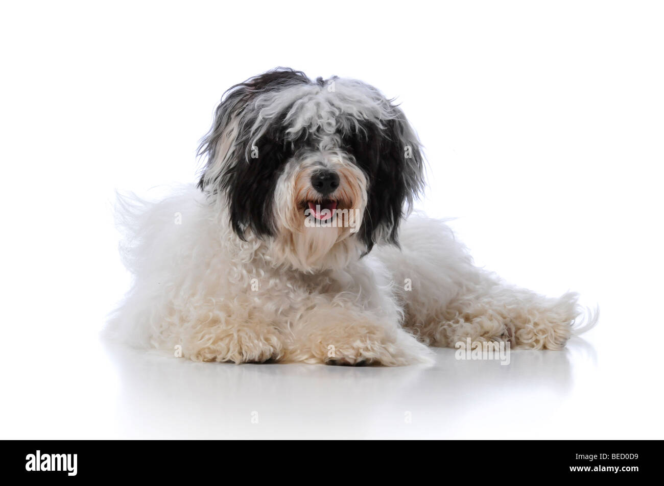 Havanese dog resting isolated on a white background Stock Photo - Alamy