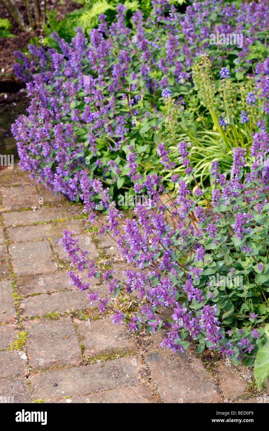 Nepeta Coats