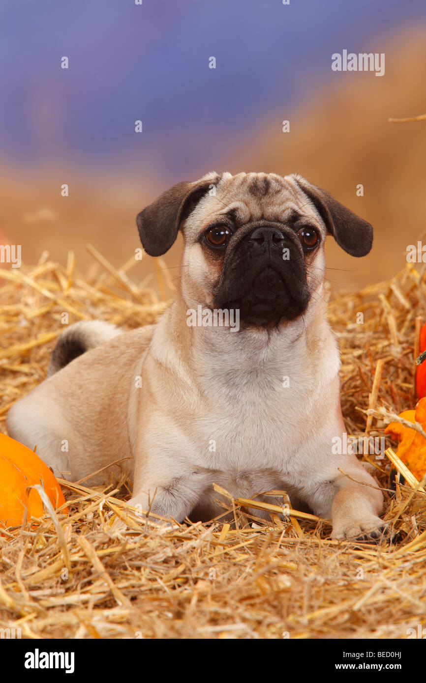 Straw Dogs 2011 Jeremy