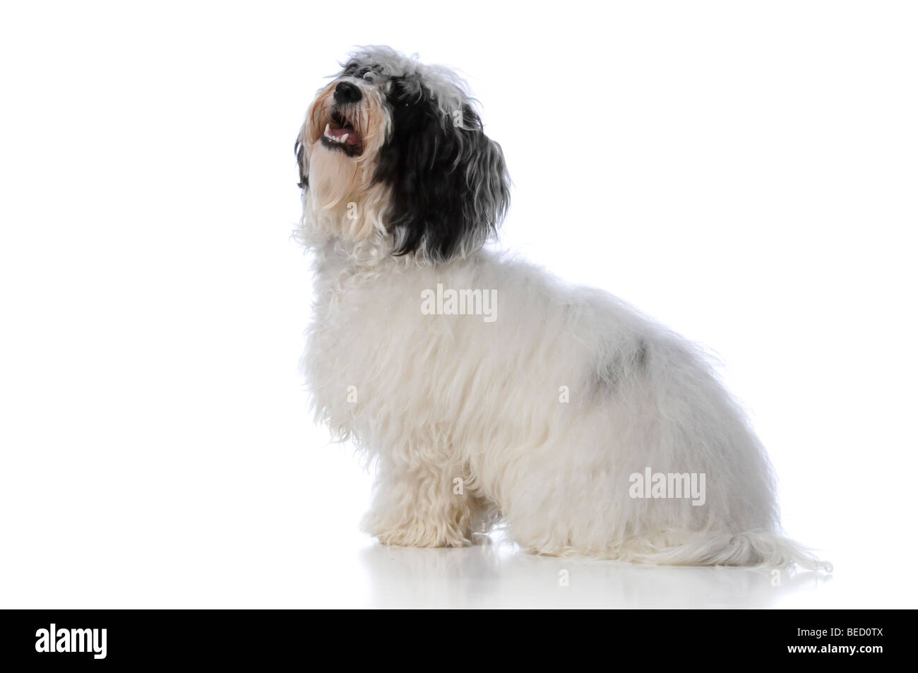 Portrait of a havanese dog isolated on a white background Stock Photo ...