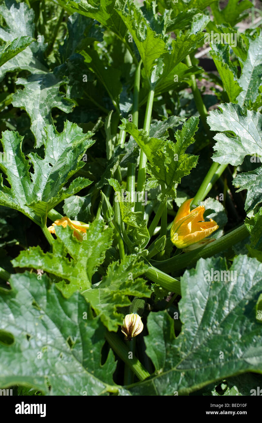 Planting courgettes hi-res stock photography and images - Alamy