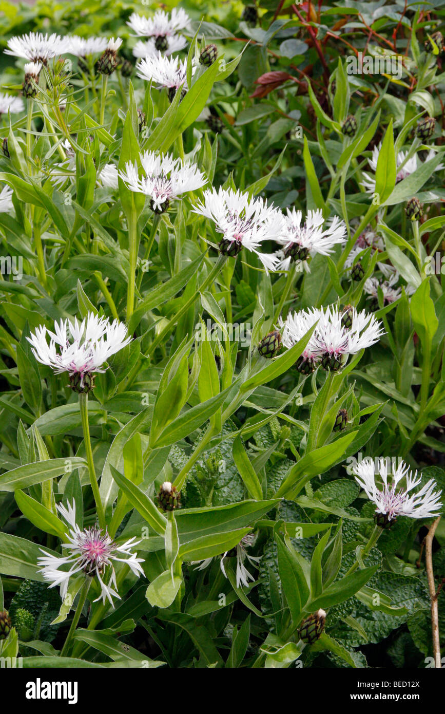 Lady Flora Hastings High Resolution Stock Photography and Images - Alamy