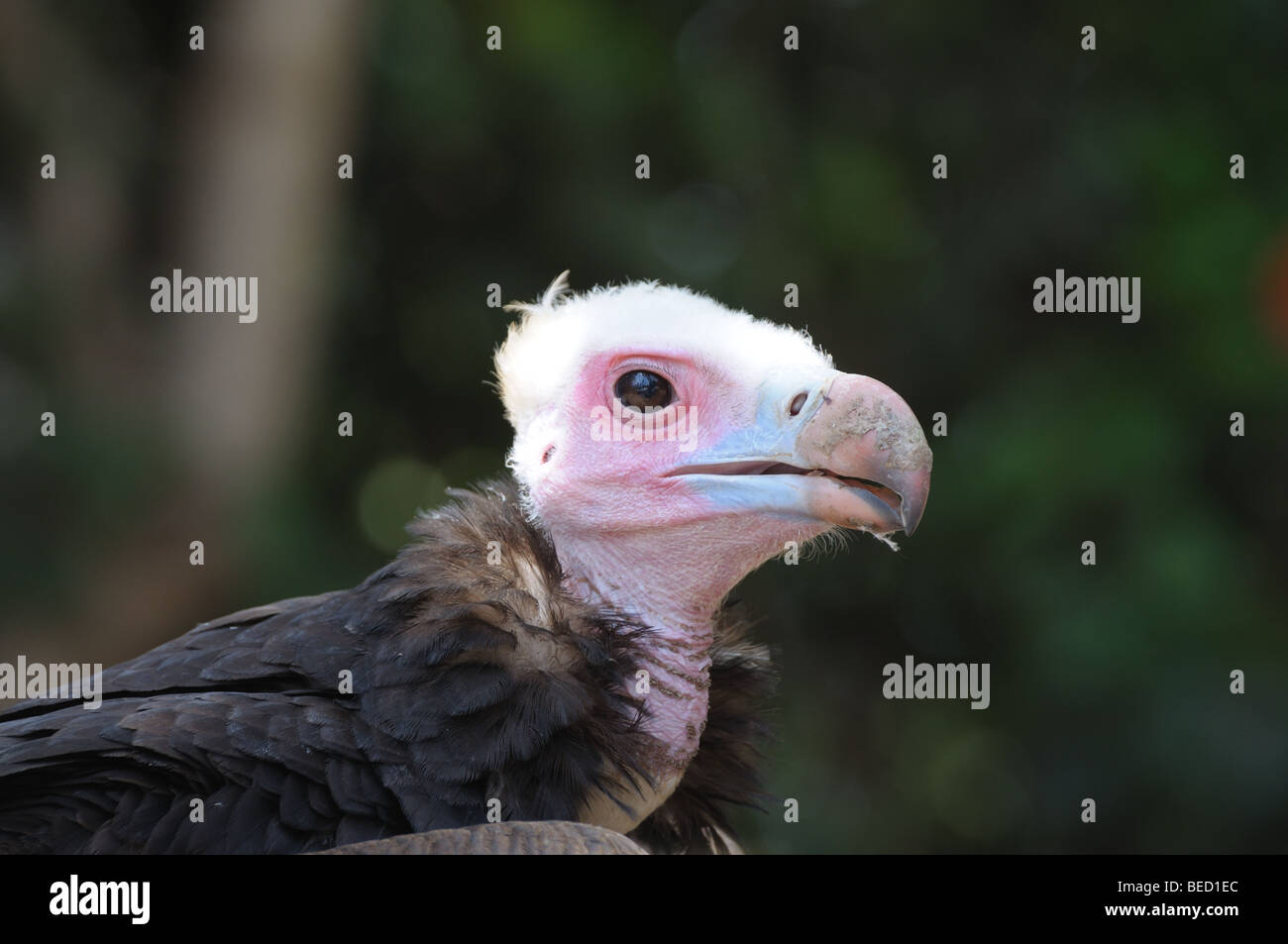 Vulture beak hi-res stock photography and images - Alamy