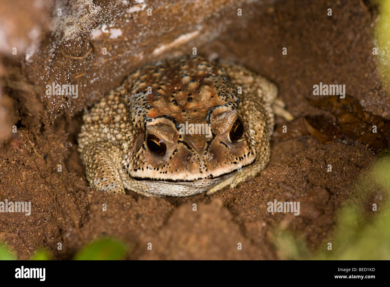 Toad jumping hi-res stock photography and images - Alamy