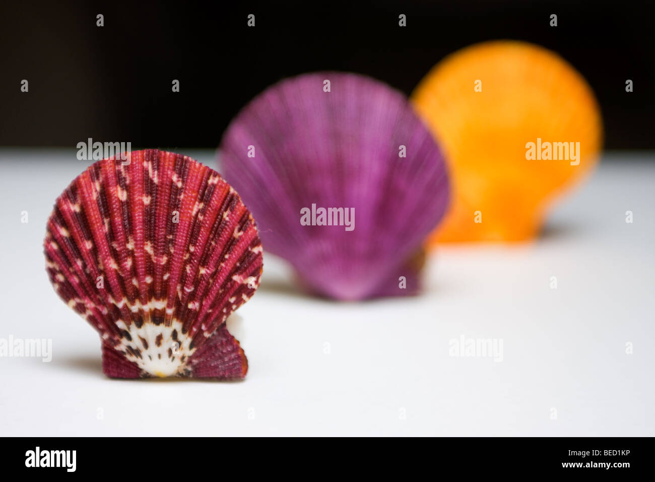 Yellow scallop shell hi-res stock photography and images - Alamy