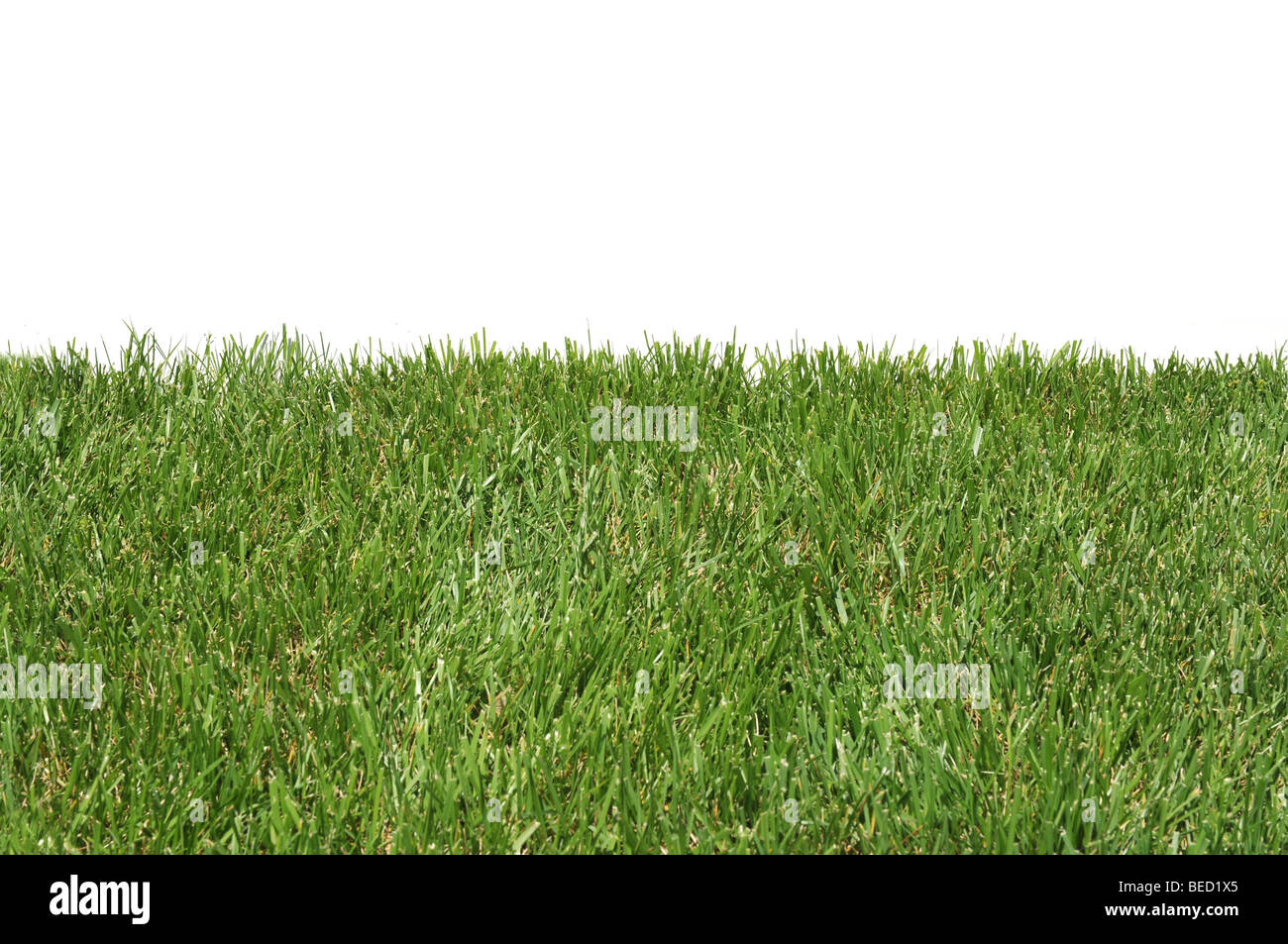Grass isolated on a white background Stock Photo - Alamy