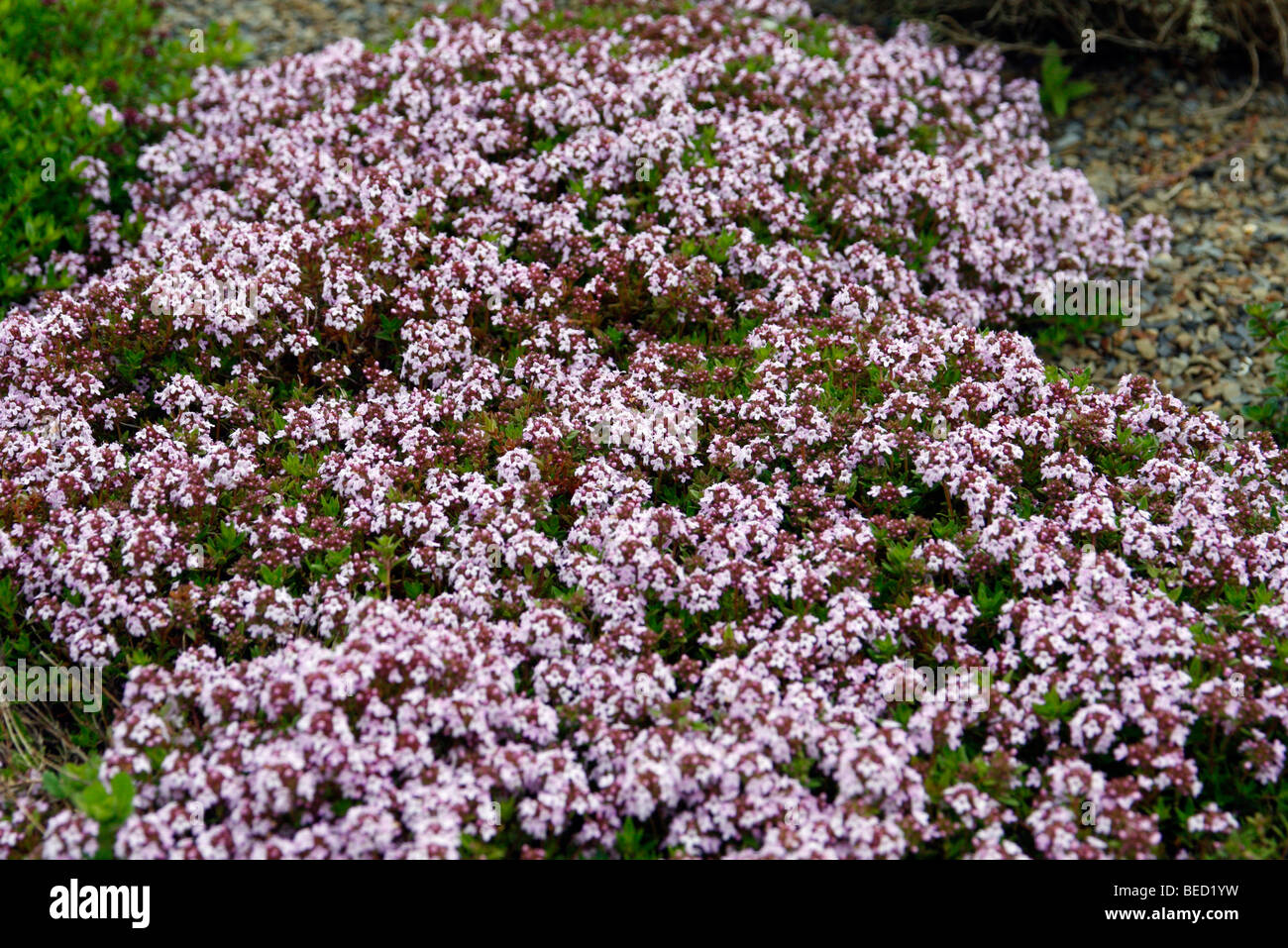 Thymus Citriodorus Stock Photos & Thymus Citriodorus Stock Images - Alamy
