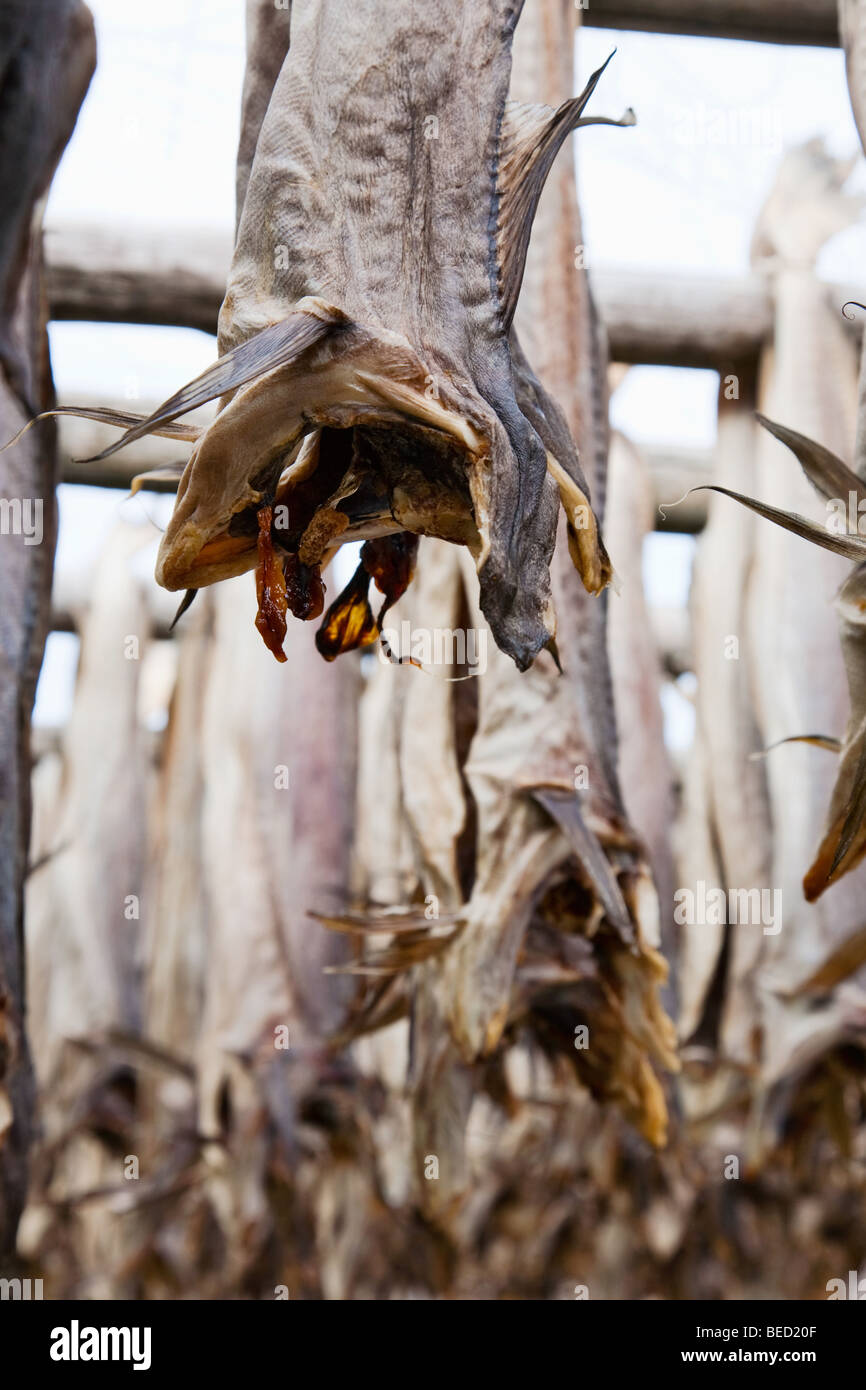 Stockfish drying flake hi-res stock photography and images - Alamy