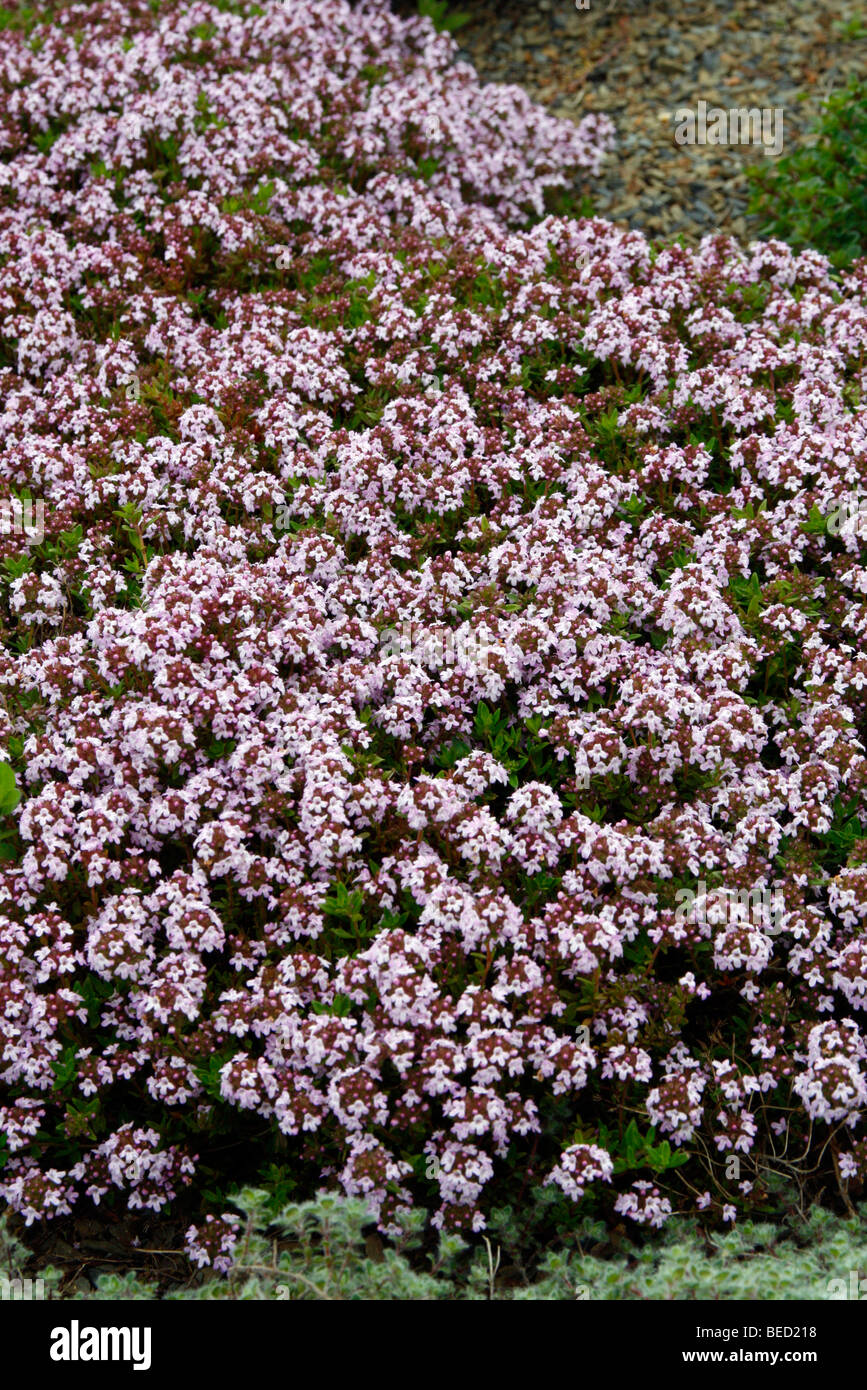 Thymus citriodorus 'Archer's Gold' syn Thymus pulegioides 'Archer's ... Thymus citriodorus 'Archer's Gold' syn Thymus pulegioides 'Archer's ...